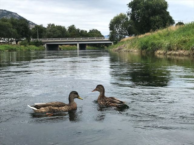Activity: Floating the Penticton River Channel | World Traveller 73