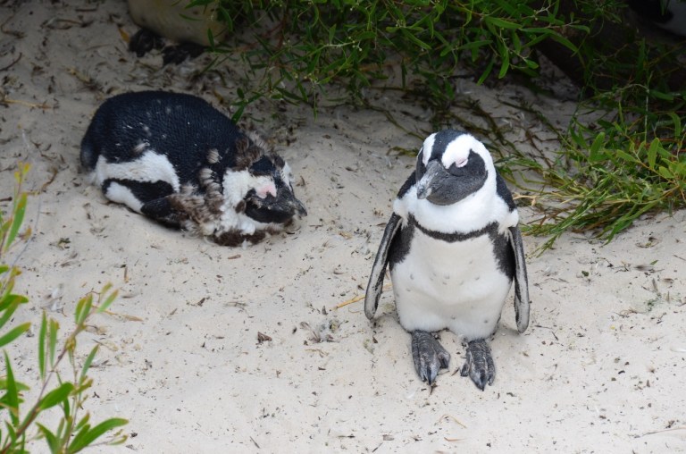 Region Visit: Where the Two Oceans Meet. Driving to the Cape Point ...
