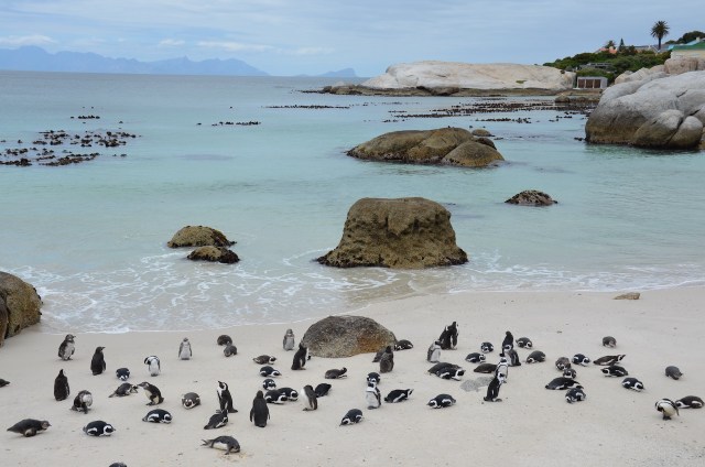 Region Visit: Where the Two Oceans Meet. Driving to the Cape Point ...